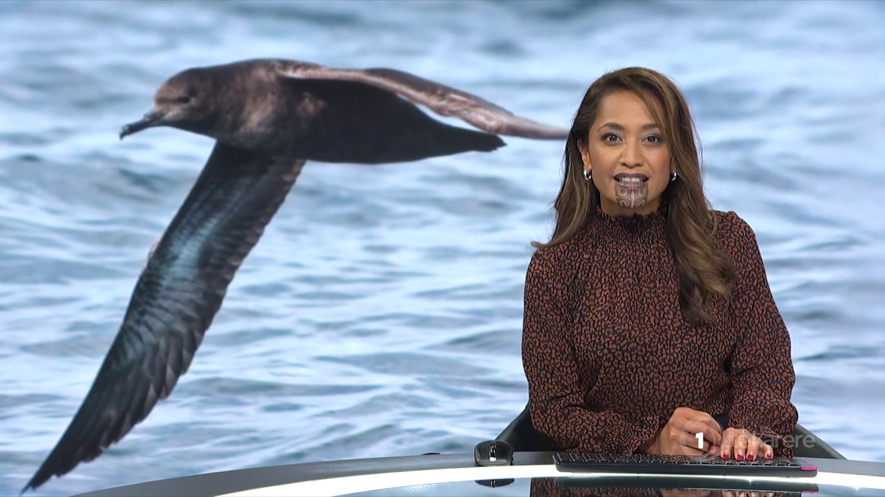 Muttonbird harvest on hold and permits revoked as part of Covid-19 ...