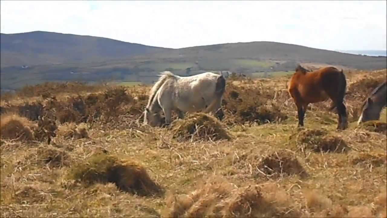 My Tour in the Gower Moors In Wales with friends 2013 - YouTube