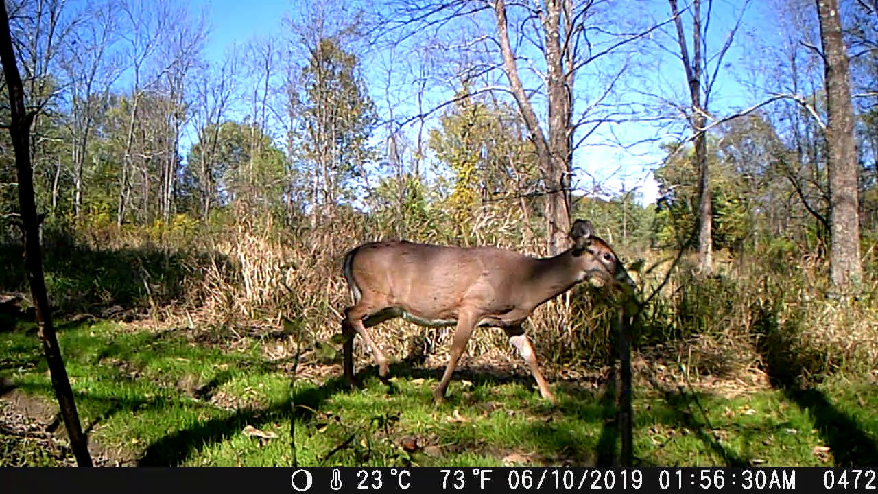 CamPark - T45 Trail Camera - YouTube