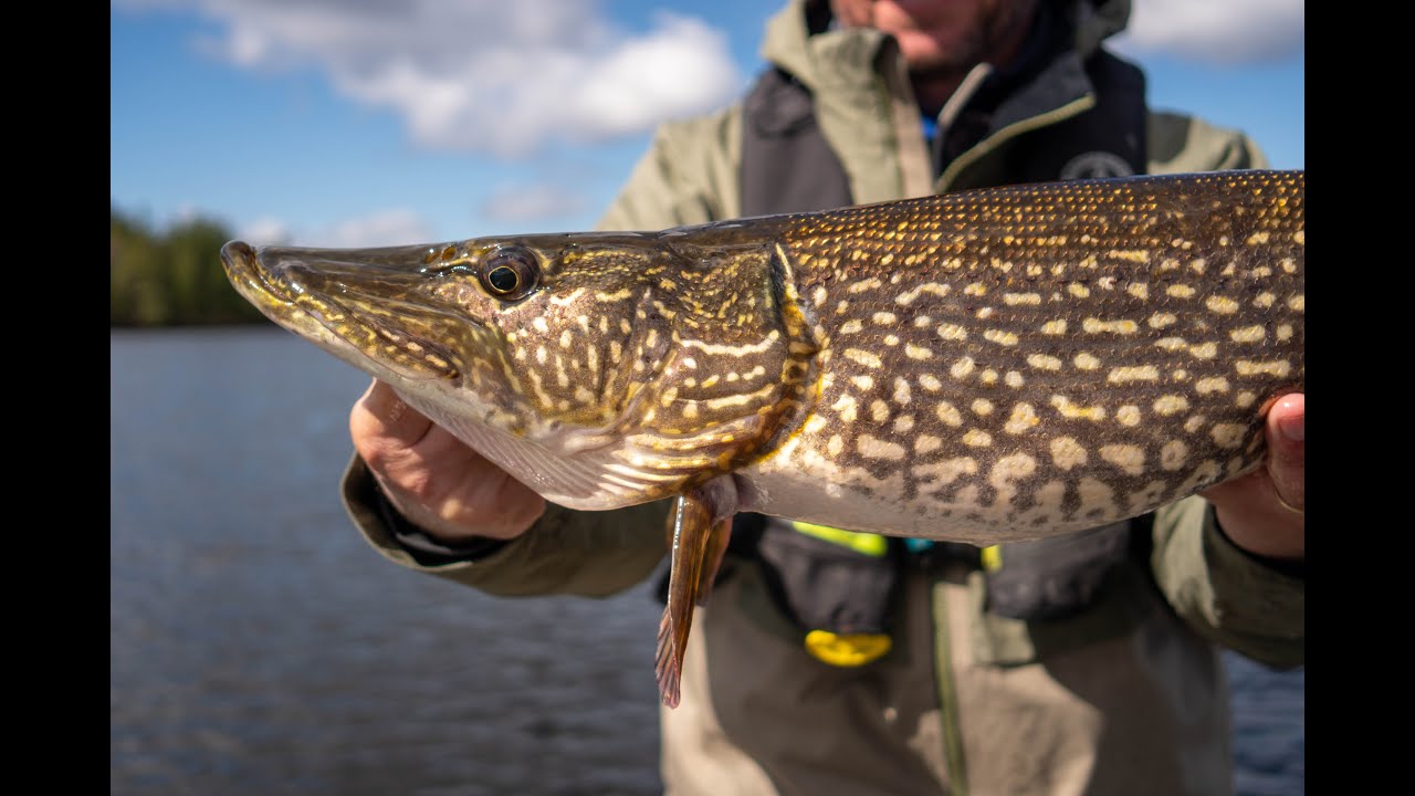 Killer Pike Strike #shorts - YouTube
