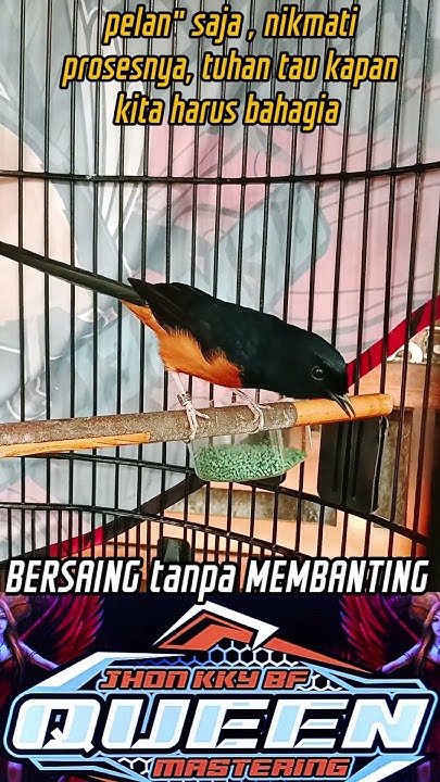 Salah Satu Amunisi Murai Batu Milik Jhon Kky Bf Pangandaran Kicaumania