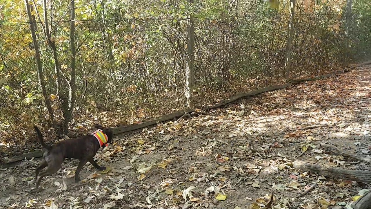 Staffordshire bullterrier 1st hog hunting training (2nd part) - YouTube