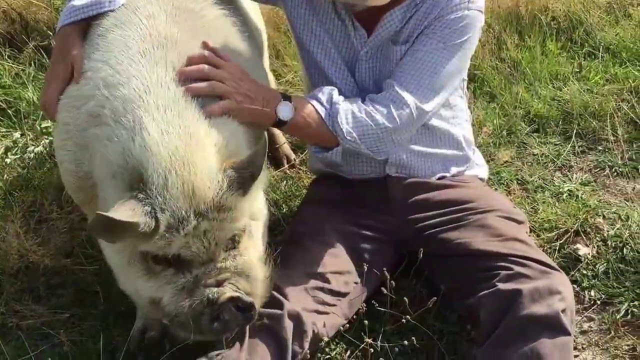 HIgh on the Hog - YouTube