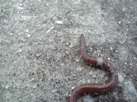 I did NOT know that worms bite - YouTube
