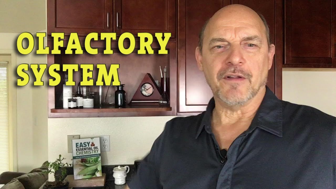 Olfactory System and Essential Oils - YouTube