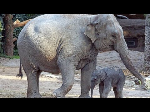 ELEFANTUL ASIATIC - cel mai mare mamifer de pe continent - YouTube