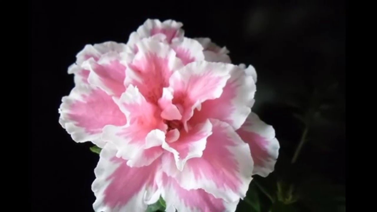Azaléias, dicas sobre o cultivo/Azaleas - YouTube