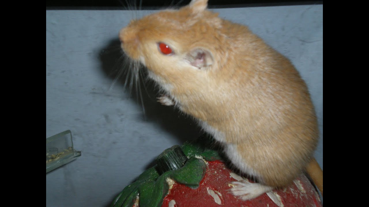 My pet gerbil - YouTube