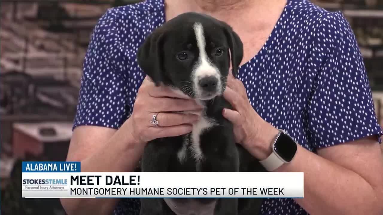 Pet of the Week: Dale - YouTube