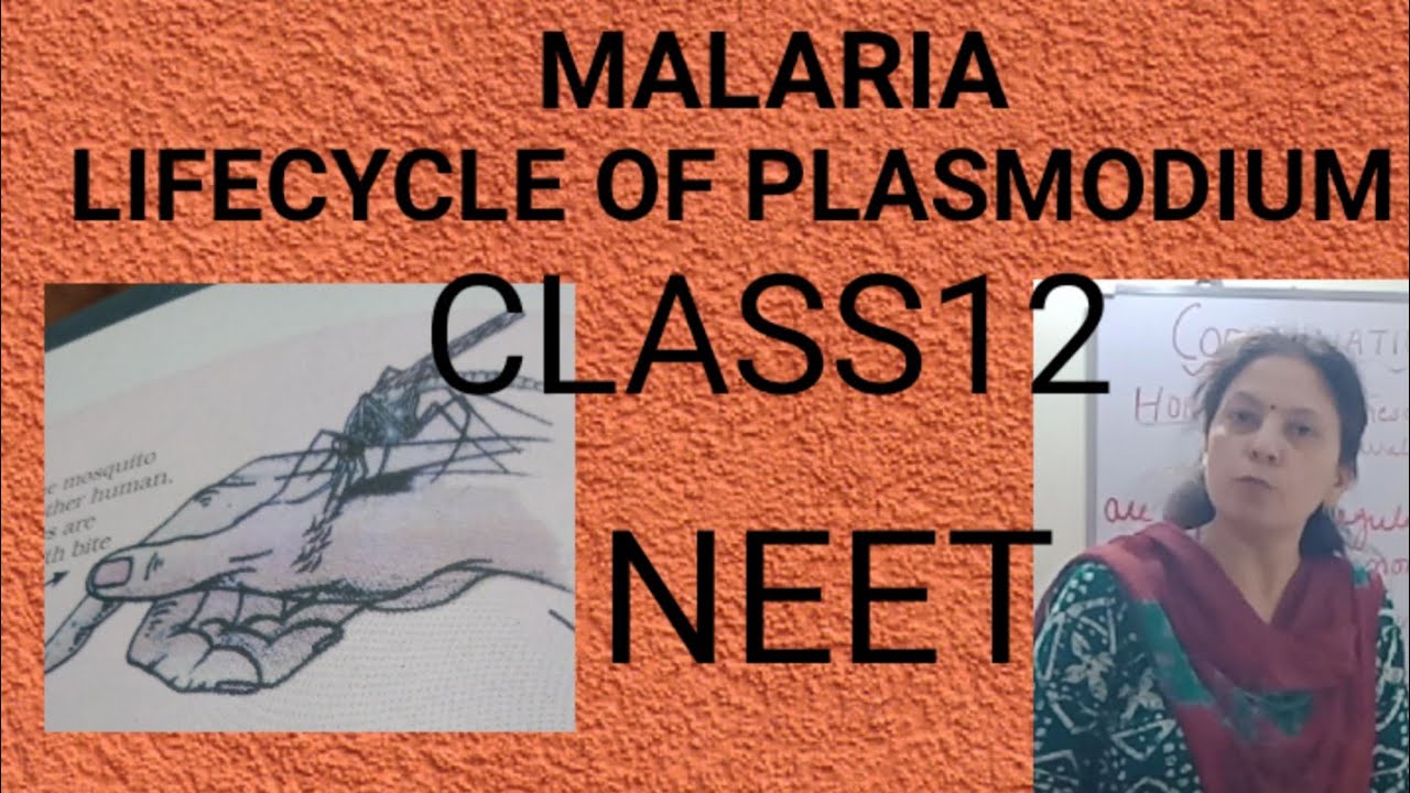 MALARIA/ LIFE CYCLE OF PLASMODIUM/ HUMAN HEALTH AND DISEASE/ CLASS12 ...