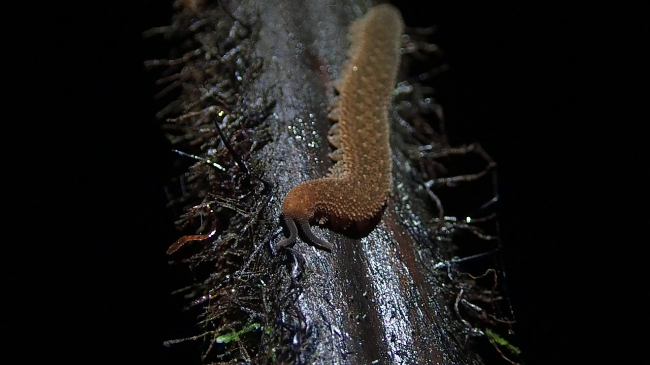 Velvet worm - YouTube