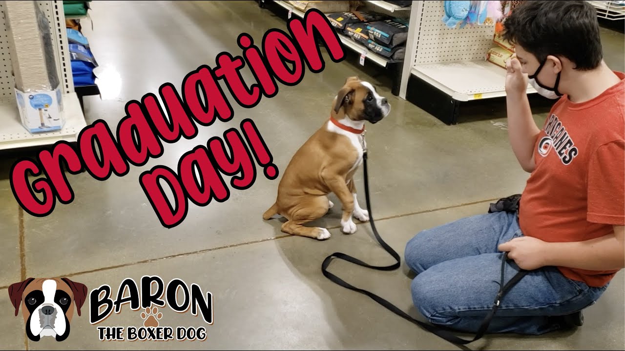 Boxer Dog Puppy Training GRADUATION DAY at Petsmart - YouTube