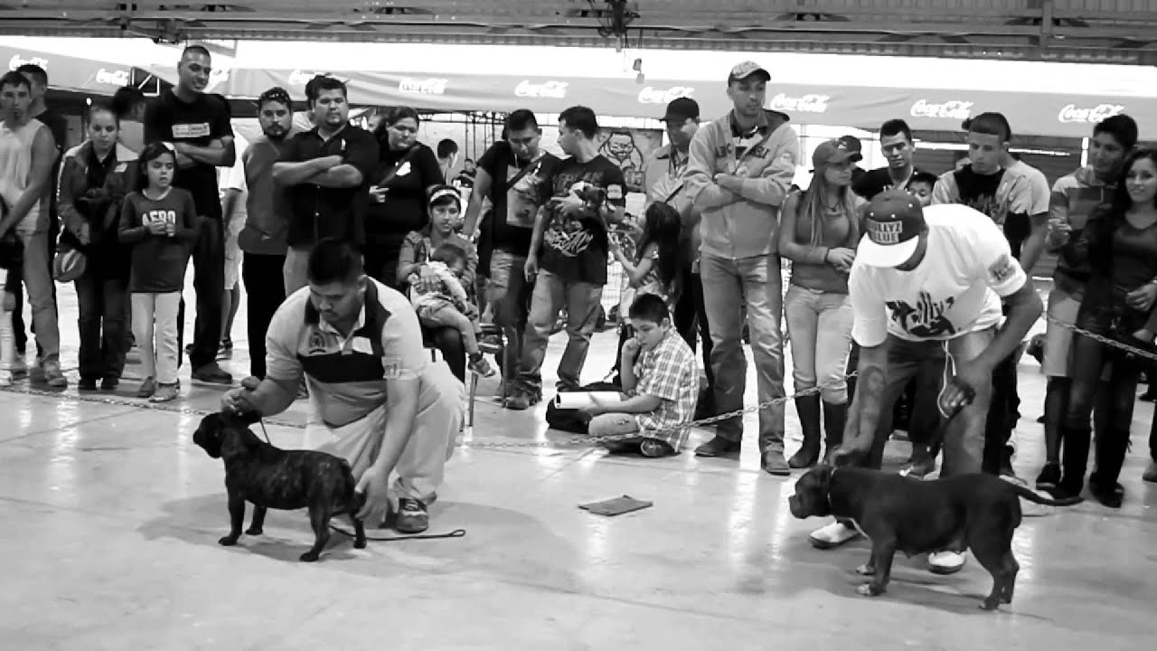 MONTERREY AMERICAN MEGA BULLY SHOW EXPO GUADALUPE MODIFIED BLUE BULLIES ...