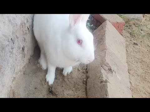 Cute Baby Rabbit Chiku Rabbit Beautiful Rabbit Live - YouTube