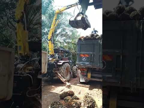 Crane Grabbel Angkat Buah Sawit ke Lorry Lebar&Panjang - YouTube