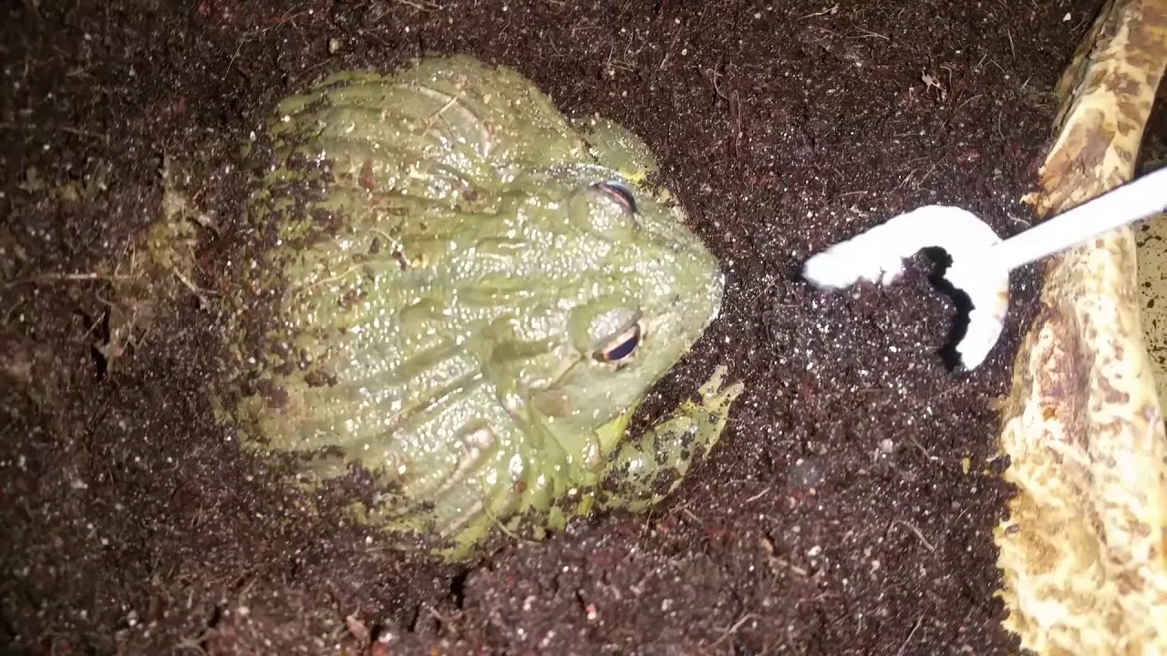 Giant Pixy Frog eating - YouTube
