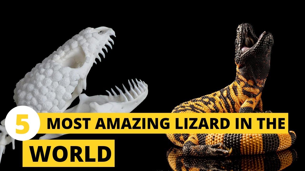 5 Most Amazing Lizard Species In The World | Lizard Facts - YouTube