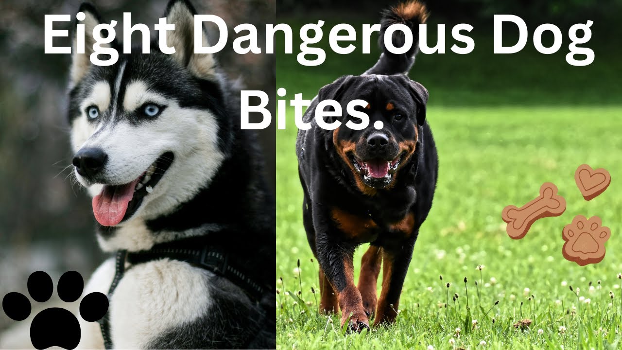 Eight Dangerous Dog Bites. - YouTube