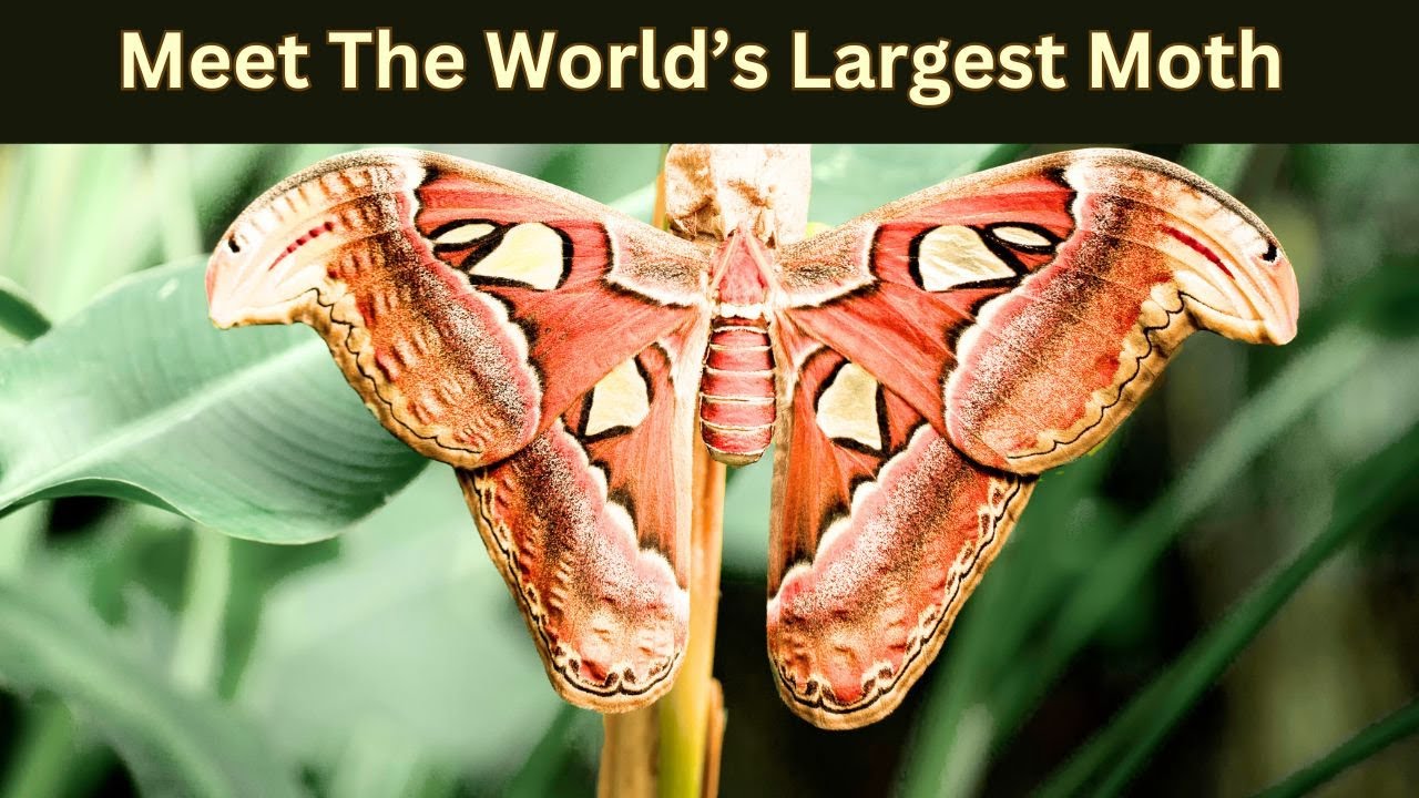 Meet The World’s Largest Moth - Discovering the Majesty of Atlas Moth ...