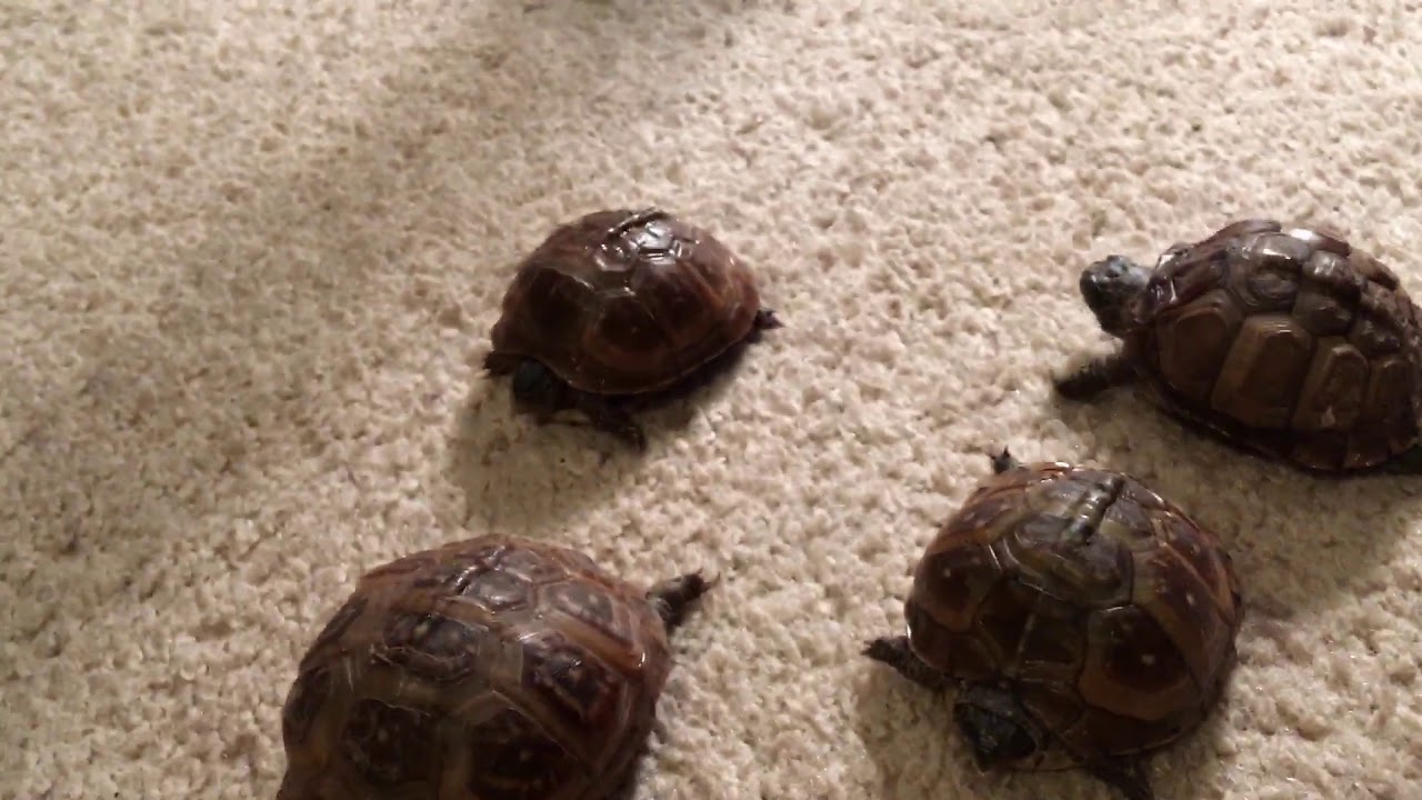 Four Young Box Turtles. Three-Toad Ornate Hybrids. Amanda Toad. - YouTube