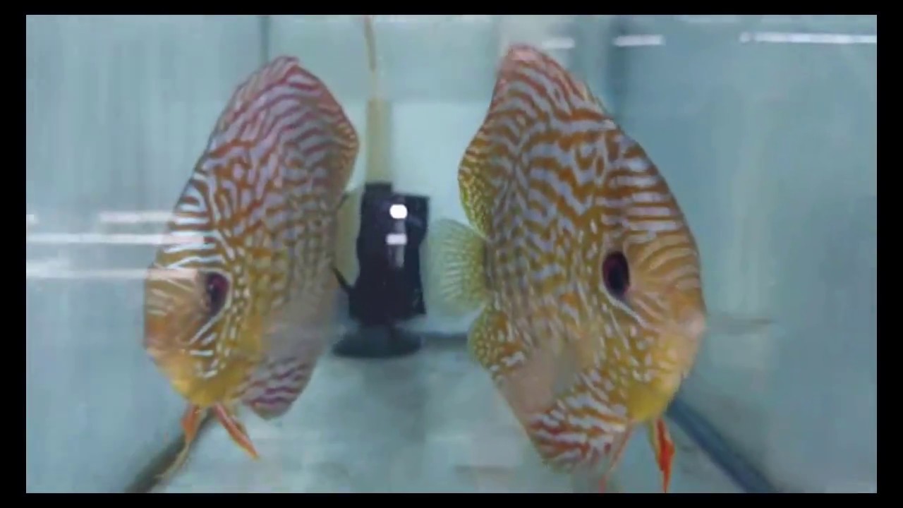 Striated Red Discus Breeding pairs at Wattley Discus - YouTube