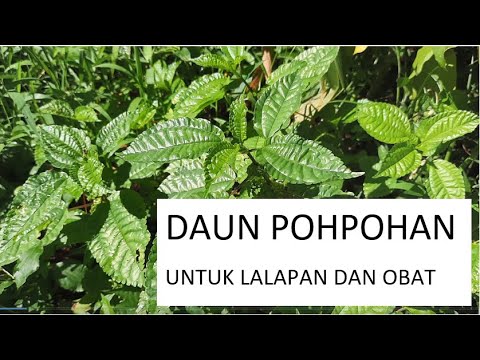 khasiat daun pohpohan untuk kesehatan - YouTube