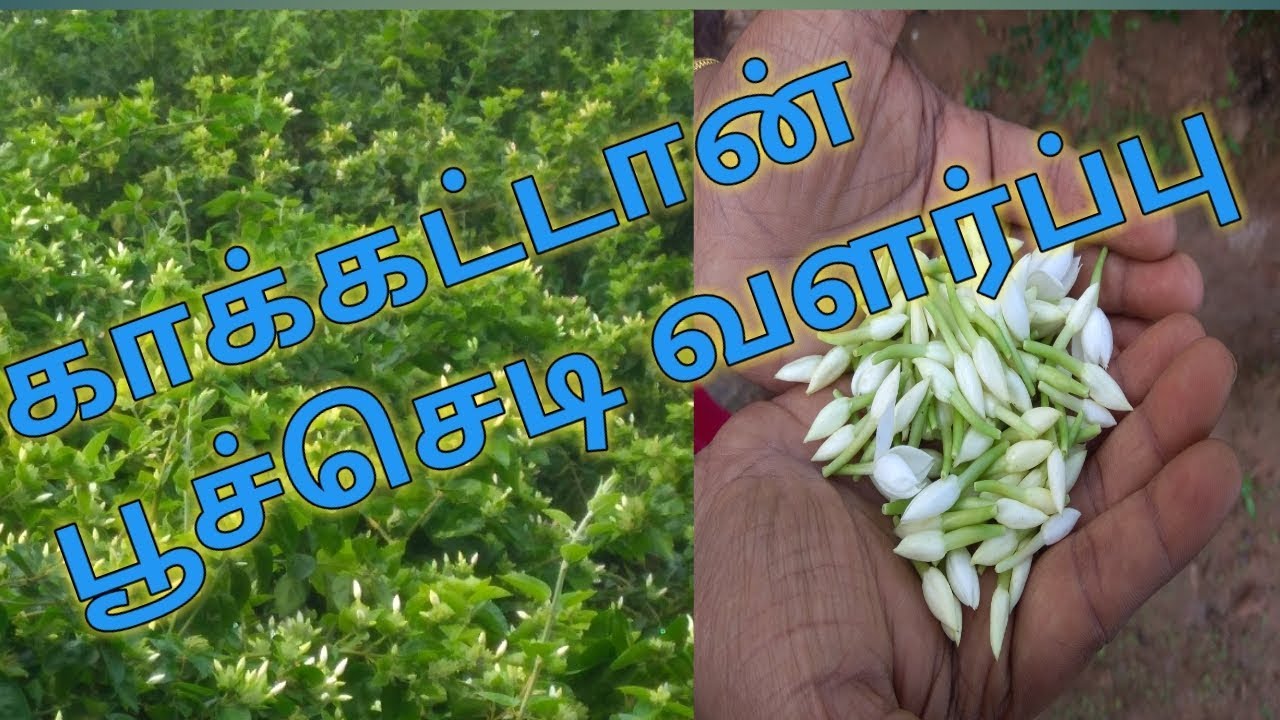 காக்கட்டான் பூச்செடி வளர்ப்பு || First time in youtube || kakkattan poo ...
