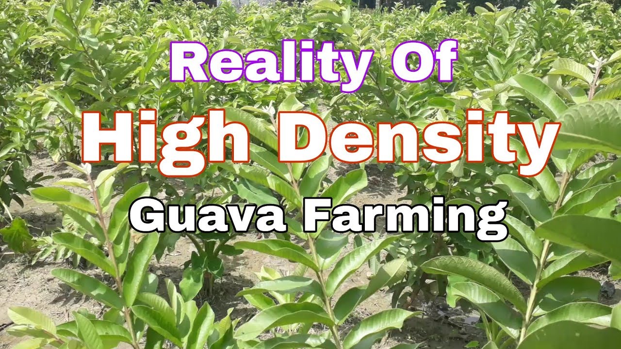 Reality Of High Density Planting in Guava Plant. More Information ...