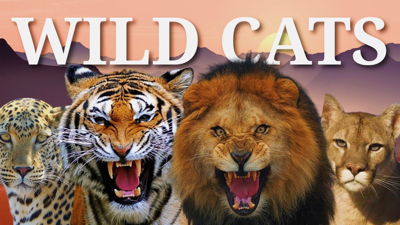 All 7 Species of Wild Big Cats (Explained in 7 Minutes) - YouTube