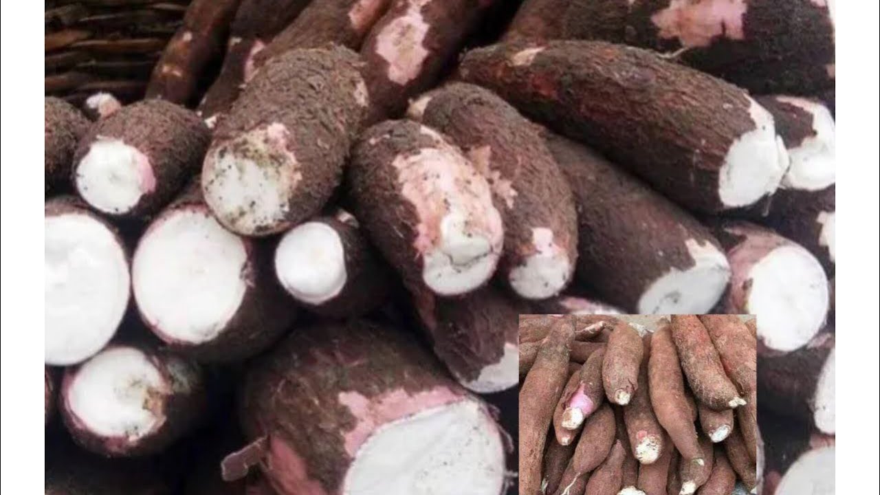 How to process clean and white waterfufu/ Akpu/ Fermented Cassava ...