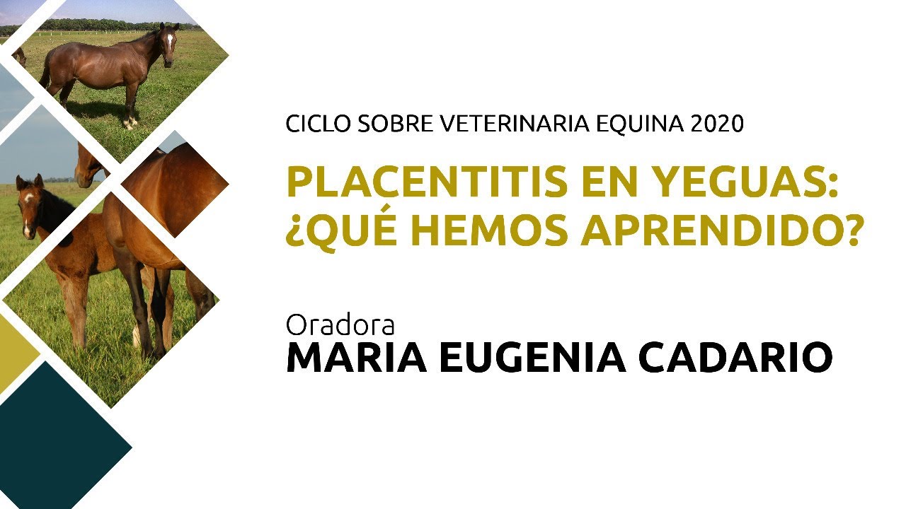 Placentitis en yeguas: ¿Qué hemos aprendido? - YouTube