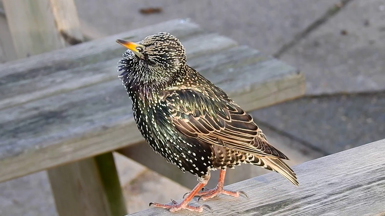 Starling singing on table - YouTube