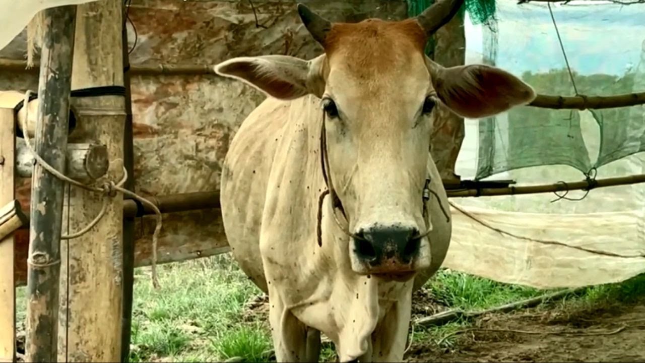 Good cow video in my coutryside, Best cow animal nature - YouTube