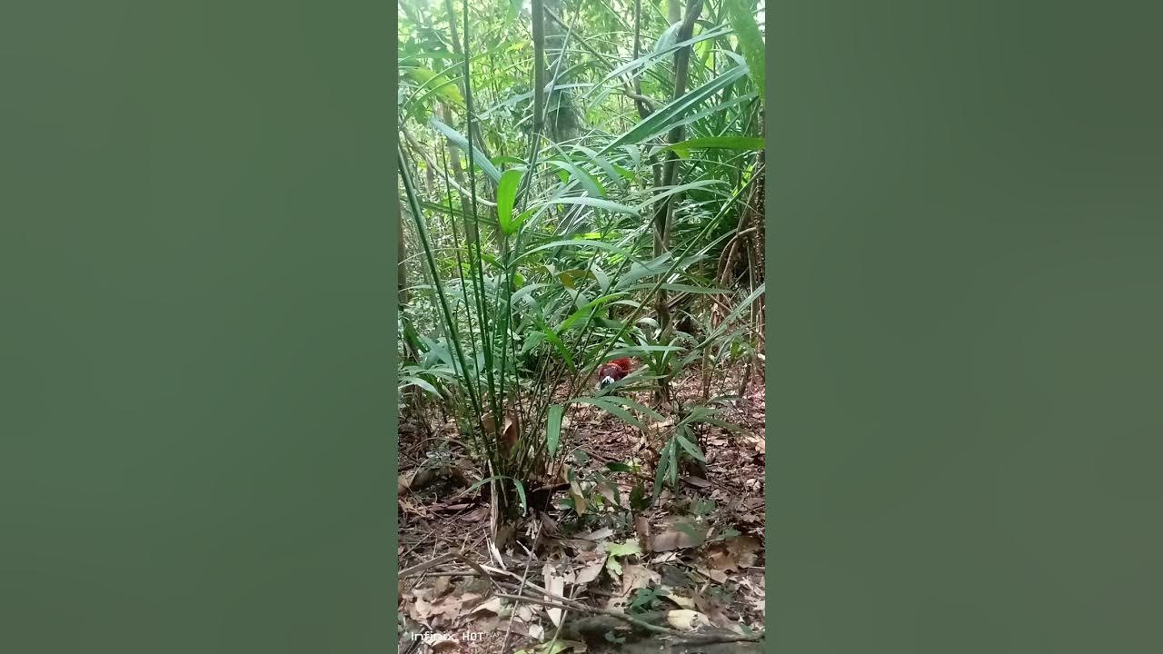 kuya sam hunting tv - YouTube