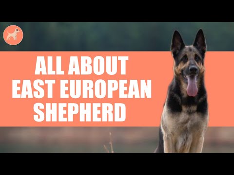 The Protective and Loyal East European Shepherd Dog Breed [Expert Opinion]