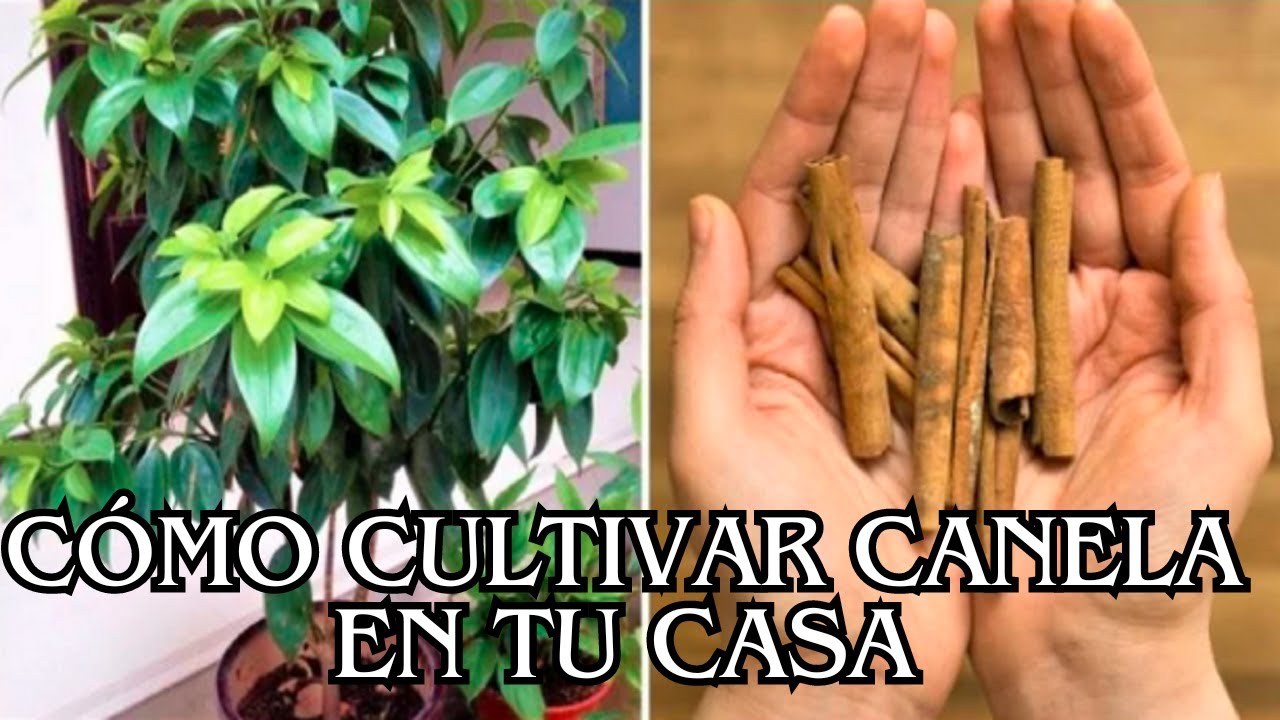 Cómo cultivar canela en la casa - YouTube