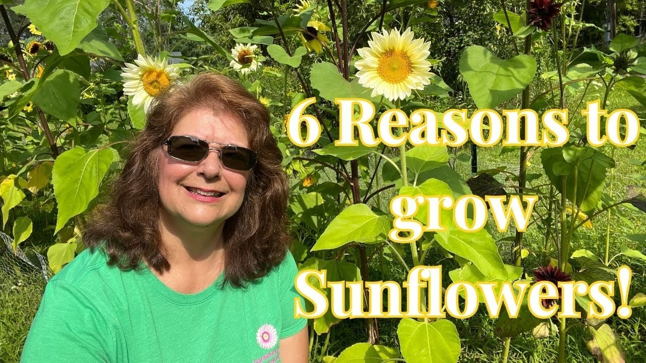 Sunflower Gardening Tips (Witness My Sunflower Journey) // Gardening at ...
