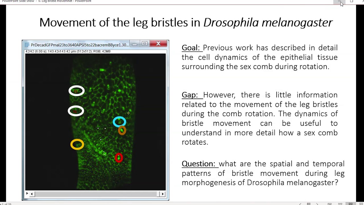8. Following multiple cell bristles - YouTube