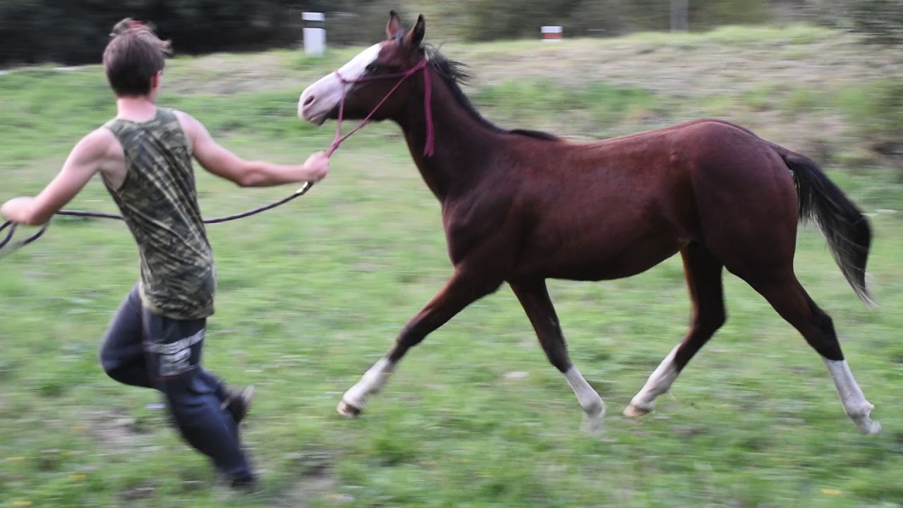 Mumins Gotta Gun -quarter horse stallion born.2017 -Gotta West Coast ...