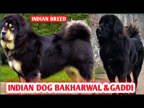BAKHARWAL & GADDI DOG BREED OF INDIA😱INDIA DOG BREED BAKHARWAL & GADDI😱 ...