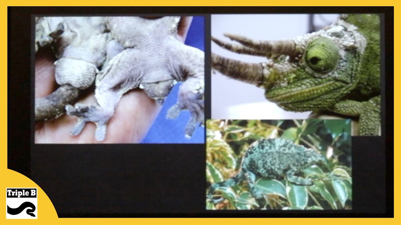 Reptile Theriogenology pt1 - Triple B TV Ep.232 - YouTube