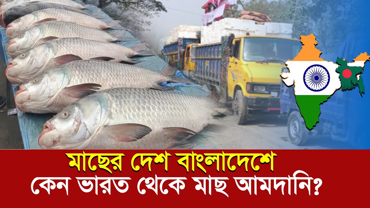 মাছের দেশ বাংলাদেশে কেন ভারত থেকে মাছ আমদানি? Why is Bangladesh ...