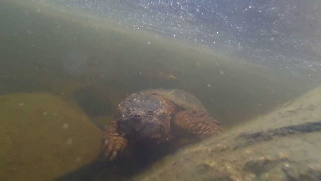 Snapping Turtle Algonquin Provincial Park. - YouTube