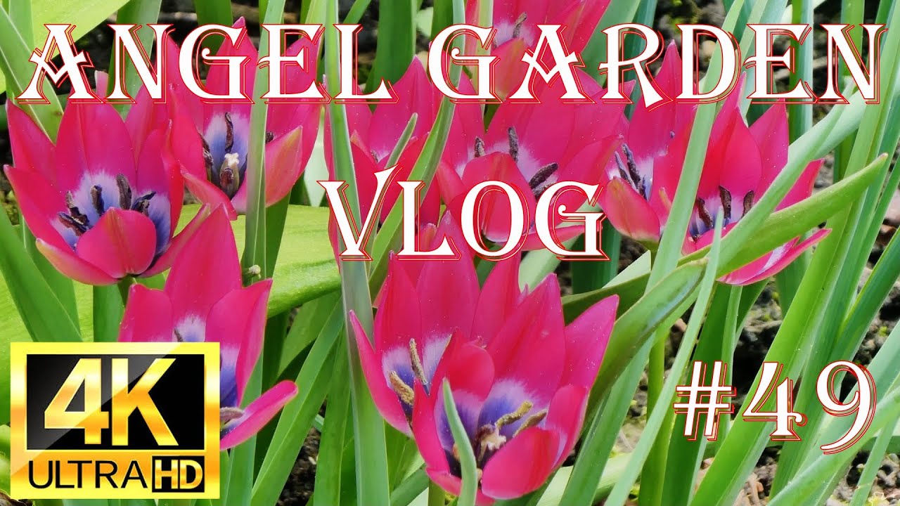 #049 Angel Garden Vlog - Captivating Beauty of Angel Garden in 4K HDR ...