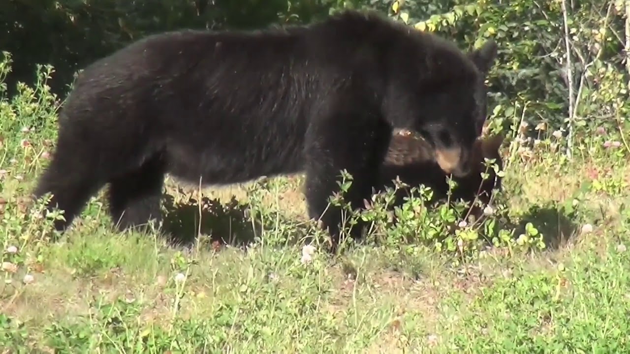 Bear | indian bear | 2 Minuts Video | Blogger Vijay | nature videos ...