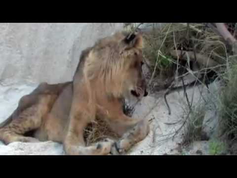 Mamba attaque lion - YouTube