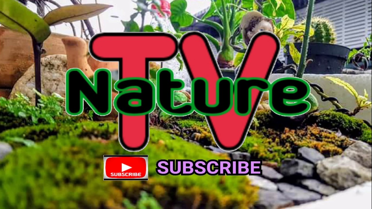 ธรรมชาติ สวยๆ [ HD ] Beautiful NatureTV Channel - YouTube