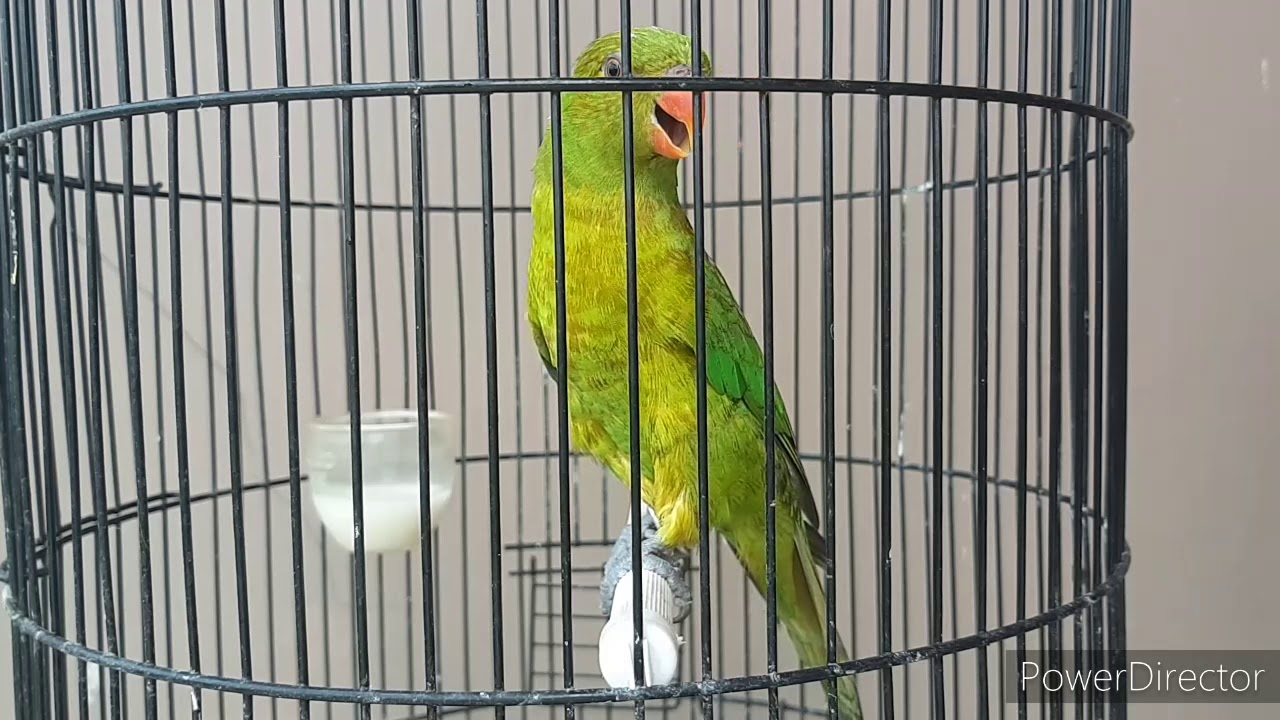 perkici flores - YouTube