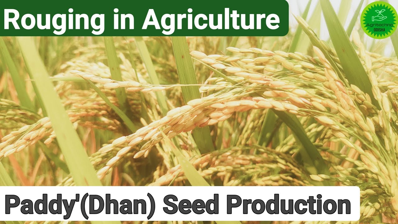 PADDY (DHAN ) CULTIVATION IN MY FARM//What is Rouging in Seed ...