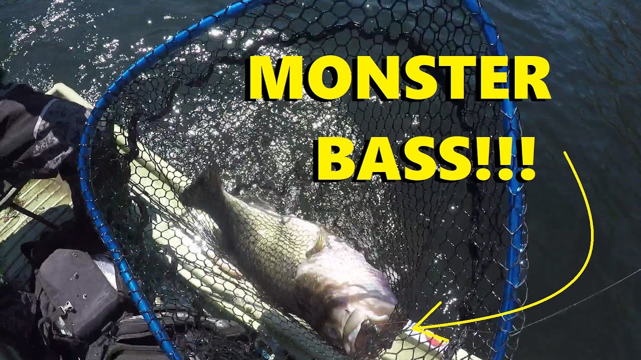 Monster Bass Rigs